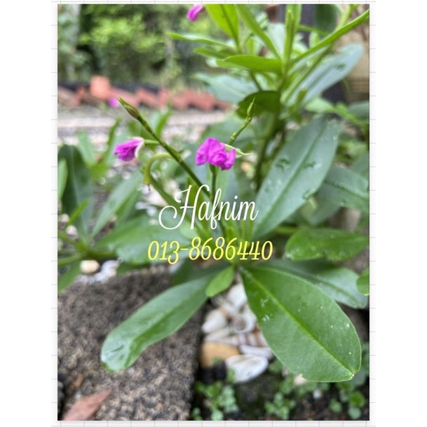 Pokok Ginseng Cina Herba Untuk Diabetes dan Tenaga Batin | Shopee Malaysia