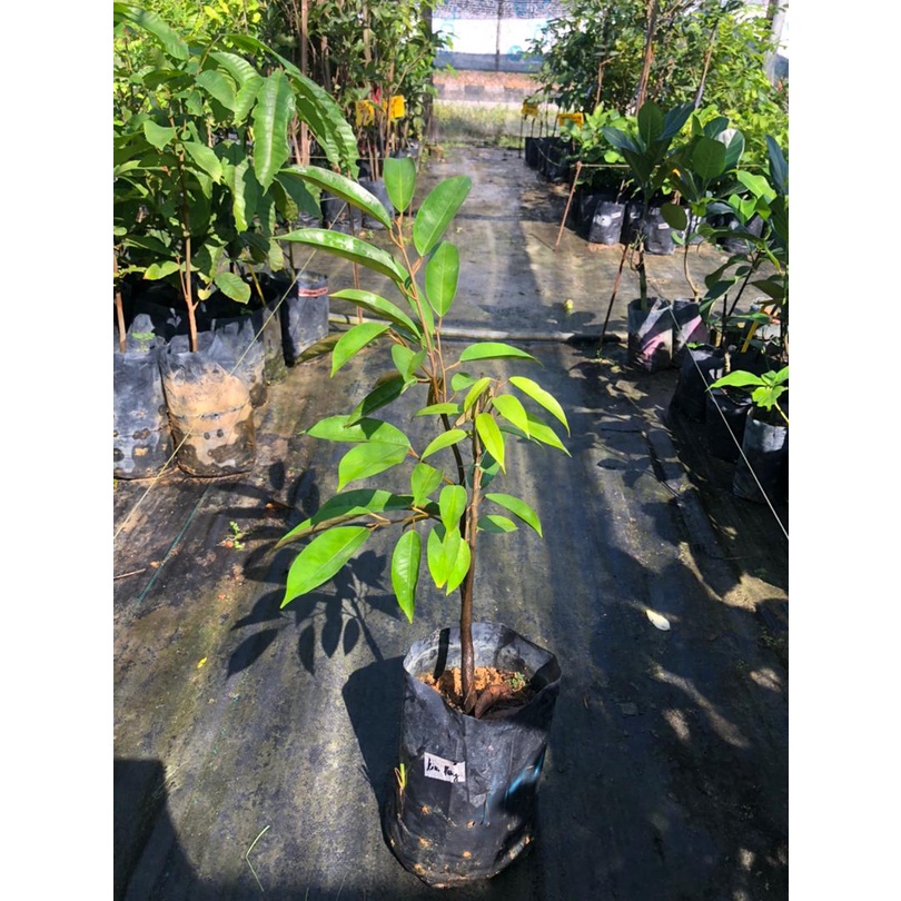 MKT - Anak Pokok Durian Kim Hong D198 benih Kahwin / isi lemak pahit ...