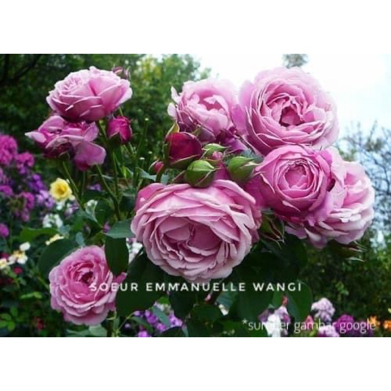 Ros wangi ID Soeur Emmanuelle English Rose (grafted) | Shopee Malaysia