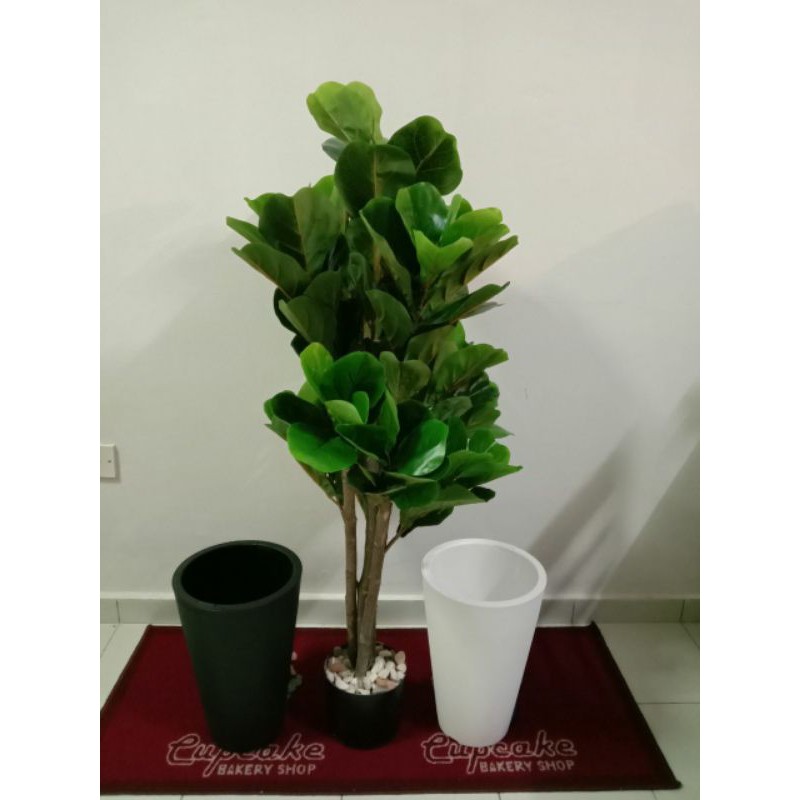 💥BEST OFFER💥FIDDLE FIG 120cm DAUN LEBAT | Shopee Malaysia