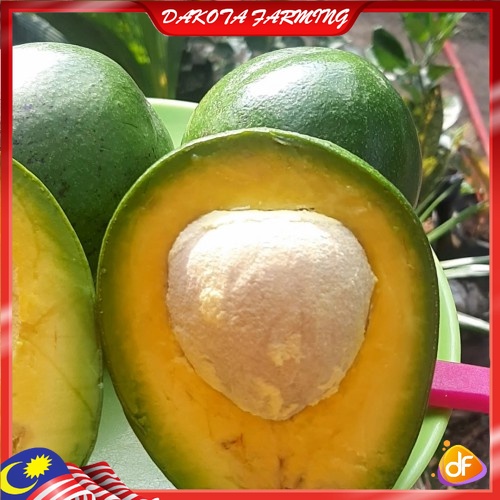 Anak Pokok Avocado Booth 8 Pokok Kawin Grafted Import Dari Thailand ...