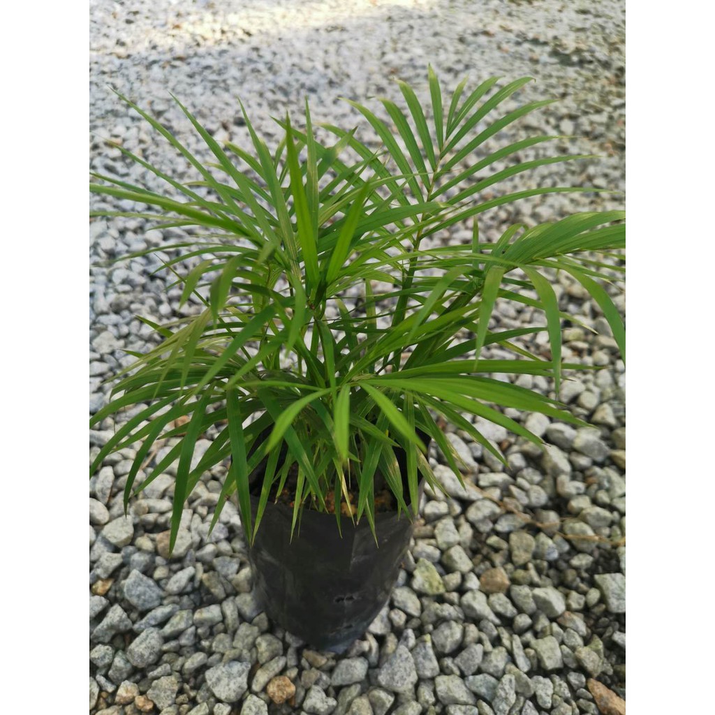 Jawa Palm / Bamboo Palm / Indoor Plant / home & garden decoration ...