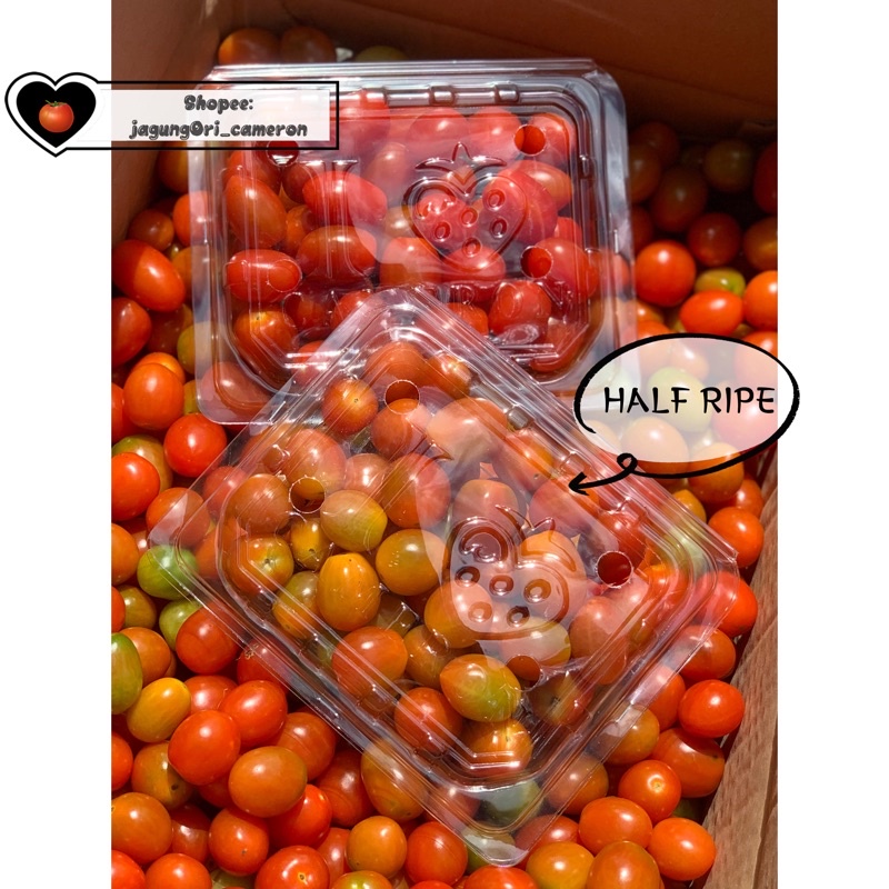 🍅 CHERRY TOMATO CAMERON HIGHLANDS!! ⚠️340g Rm5 / 1kg Rm12 | Shopee Malaysia