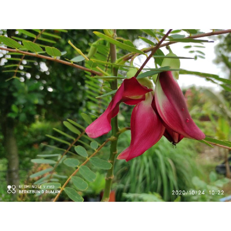 Pokok Turi Merah (Anak Pokok) | Shopee Malaysia