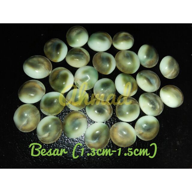 Buntat Siput Pelbagai Khasiat | Shopee Malaysia