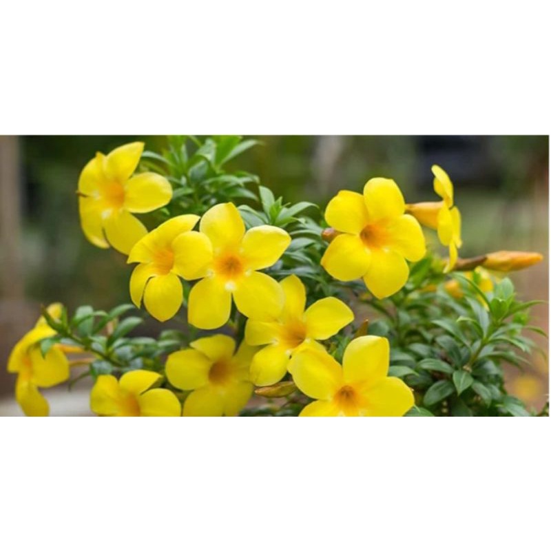 anak pokok bunga alamanda, bunga kuning, bunga locing | Shopee Malaysia