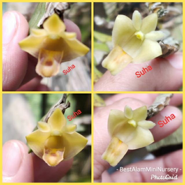 Orkid Dendrobium leonis sp.. bunga wangi.. | Shopee Malaysia
