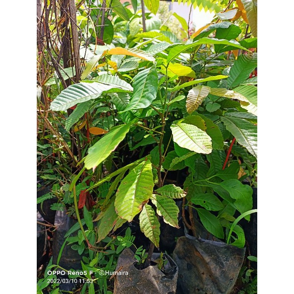 Anak pokok matoa 3 rasa | Shopee Malaysia