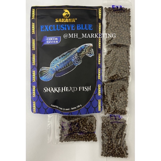 Special Premium Exclusive Blue Snakehead Fish | Shopee Malaysia