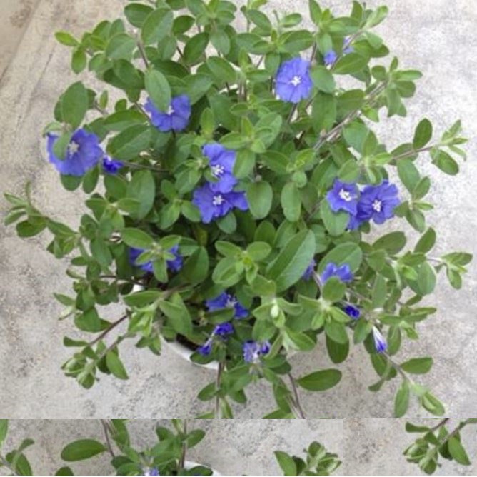Blue Daze Blue Diamond Real Plants Morning Glory Family Blue Flowers ...