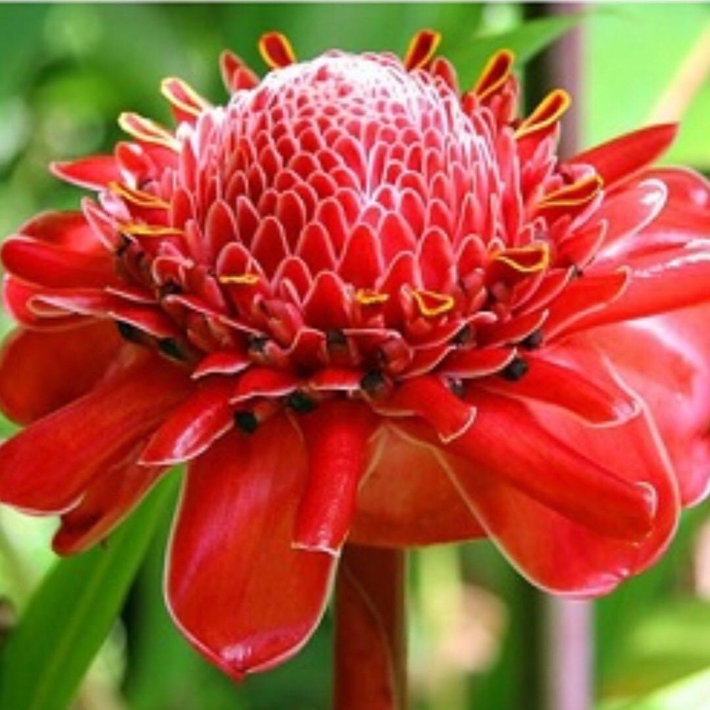 Anak Pokok Kantan Merah Menyala aka Torch Ginger | Shopee Malaysia