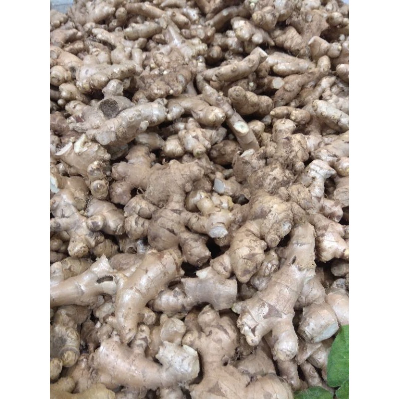 [Ready Stock] Halia tua / halia muda fresh | Shopee Malaysia