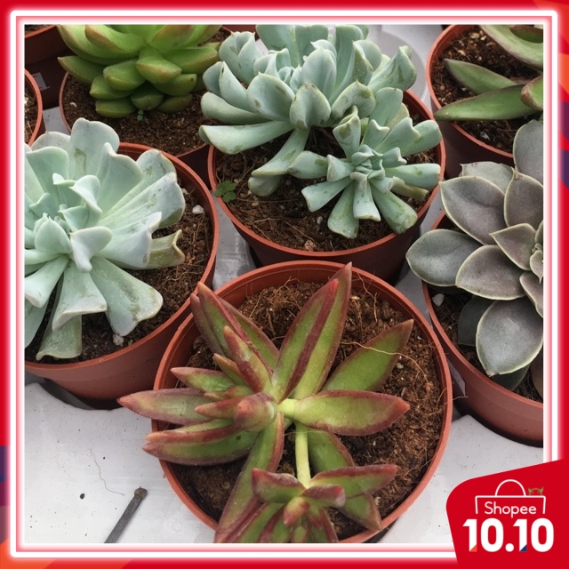POKOK SUCCULENT 3 jenis/ pasu -1 set | Shopee Malaysia