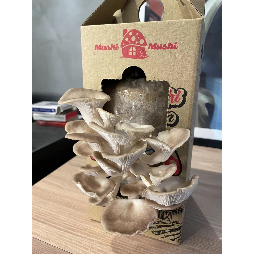 READY STOCK🔥🔥Mushi Mushi Mushroom Box/DIY Mushroom Growing Kit/Mushroom ...