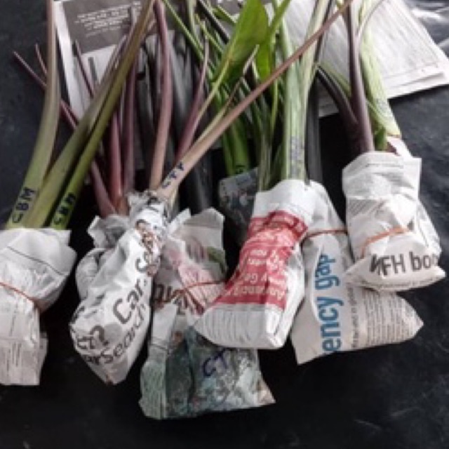 Keladi hiasan murah/Colocasia Morning Dew/Tea Party/Black Coral/Black ...