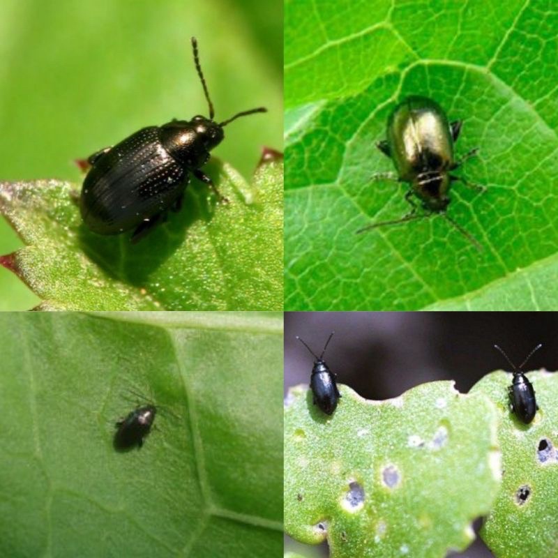 Racun Serangga Kumbang Kutu Barat Kutu Kentang Kutu Terung INSECTICID ...