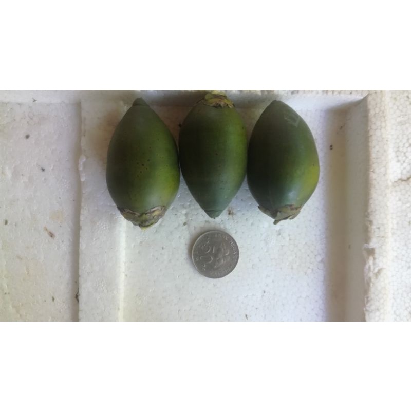 buah pinang tua@muda/daun sireh | Shopee Malaysia