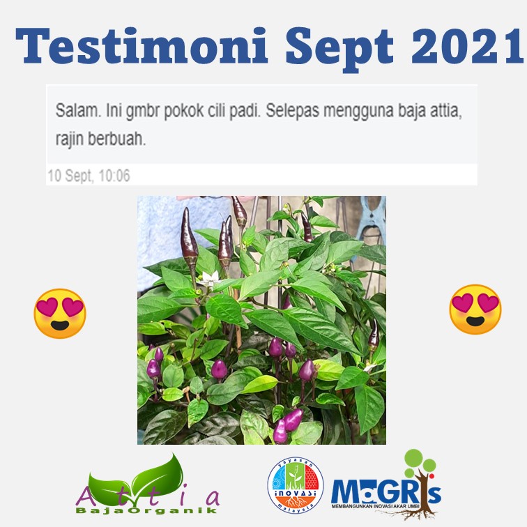 Attia Baja Pupuk Organik Cili Padi Kampung Lada Solok Cabai Lada Burung ...