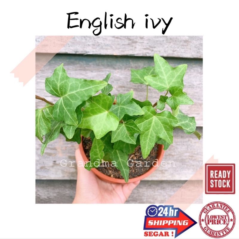 (GG real plant) English ivy ^ pokok hidup hiasan rumah live indoor ...