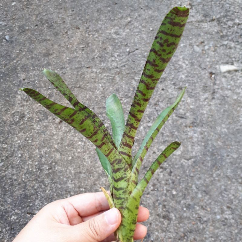 [ Ready Stock] Bromeliad Neoregelia Tiger Cub (Miniature Bromeliad ...