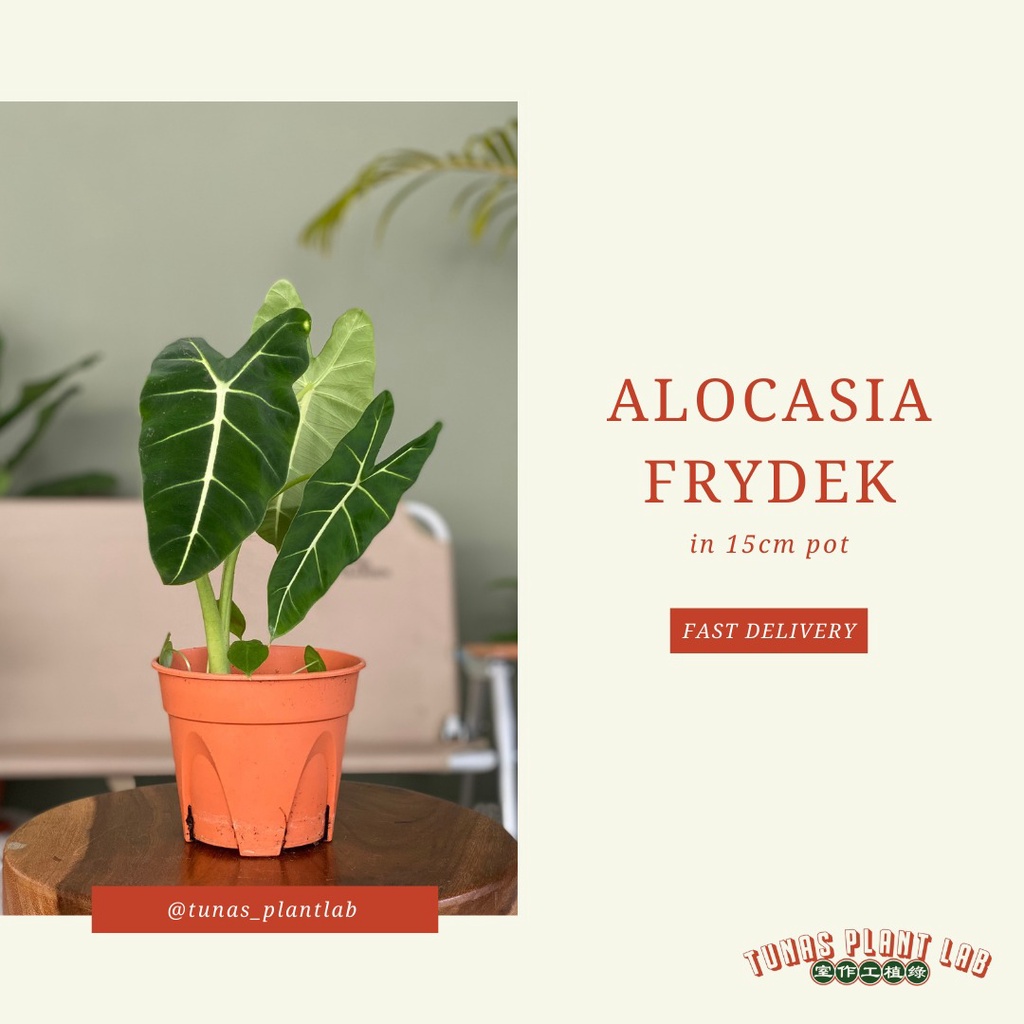 TPL - Tunas Plant Lab - Alocasia Frydek - REAL LIVE PLANT - RARE INDOOR ...