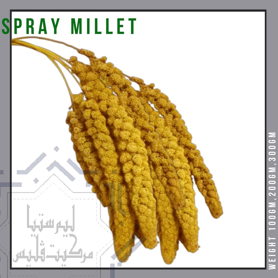 Spray Millet Yellow Millet For Pets Treats Or Food Birds Parrot Hamster ...