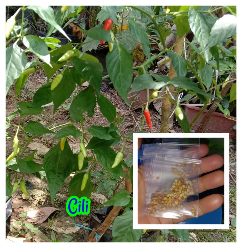 Benih Cili Padi merah(30 biji) | Shopee Malaysia