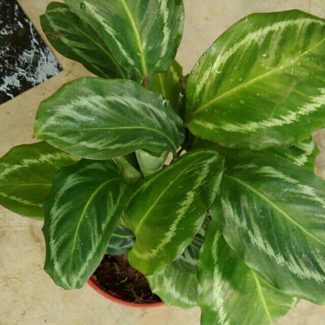 Calathea(pokok hiasan) | Shopee Malaysia