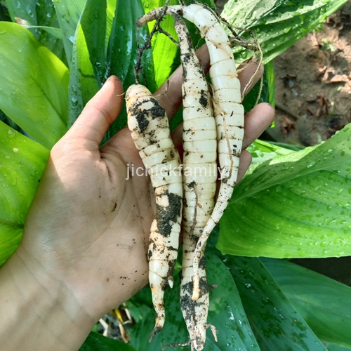 2 Keratan Cutting/ Rizom/ Arrowroot/ Maranta Arundinacea/ Ubi Bemban ...