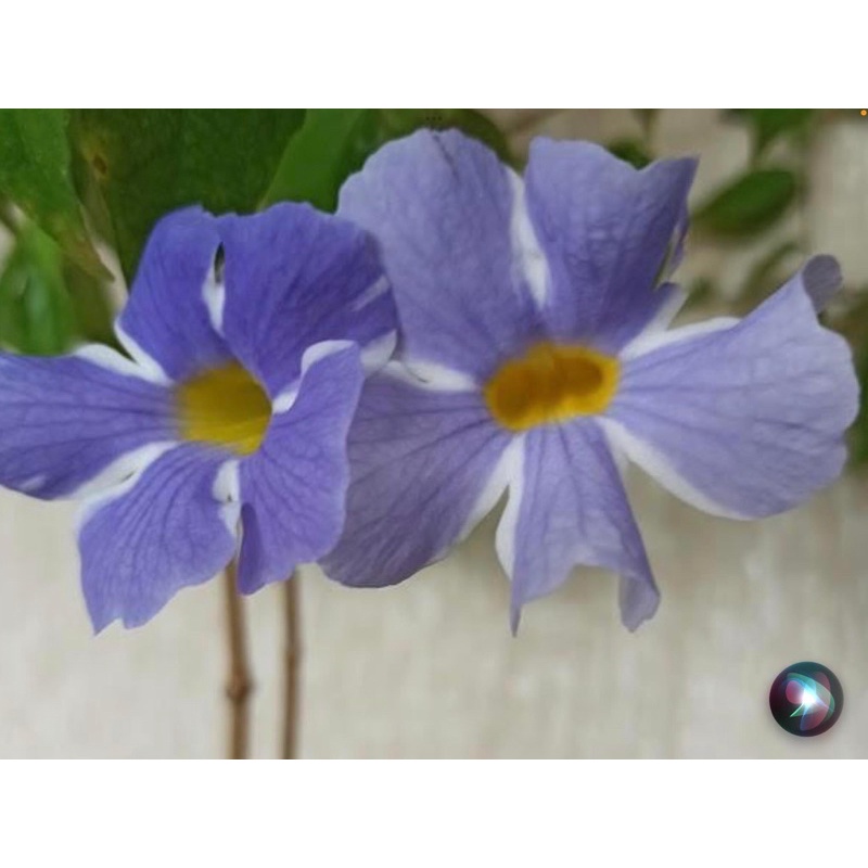 Pokok bunga thunbergia erecta @ bush clock vine fairy moon, violet dan ...