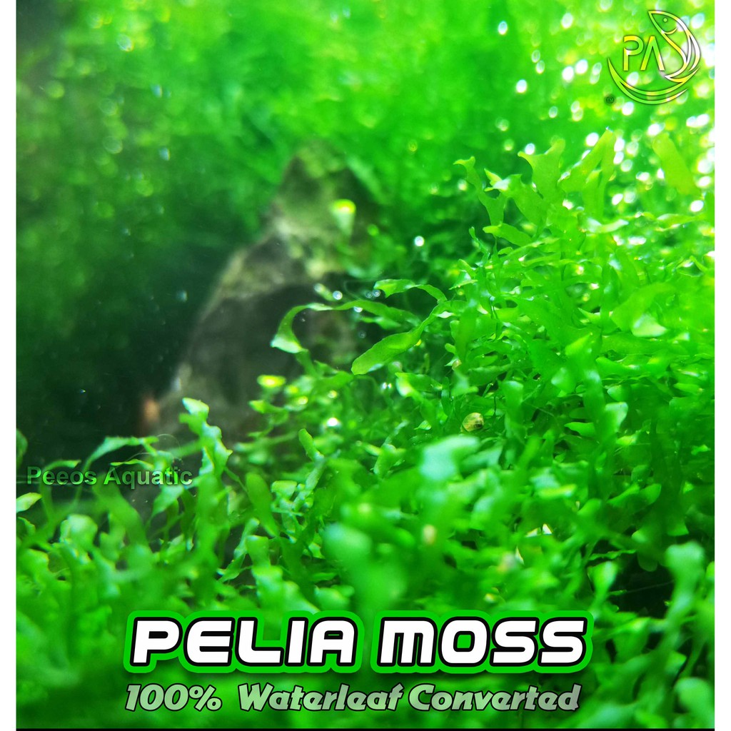 PA Pelia Moss Tumbuhan Air Riccardia Coral Moss - Pokok Air Pelia Mudah ...