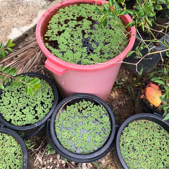 Azolla tumbuhan water plant besar cantik mosquito fern | Shopee Malaysia