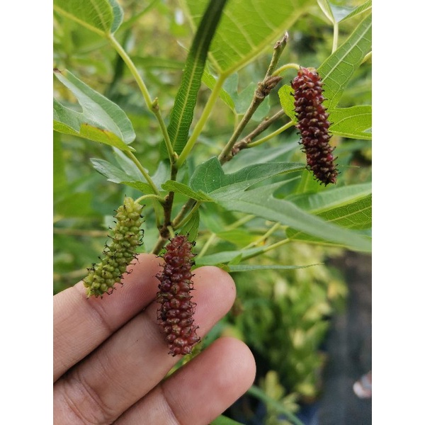 Mulberry Chicken Claw/Ready stock | Shopee Malaysia