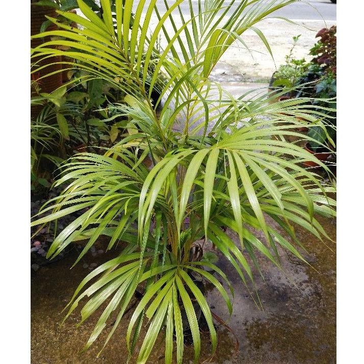 Pokok Pinang Kuning ( Yellow Palm ) | Shopee Malaysia