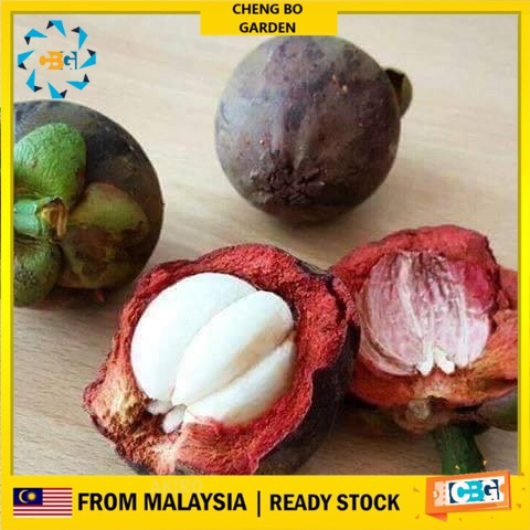 Anak Pokok Manggis Mesta Master Masta Hybrid Import Dari Thailand | Shopee Malaysia