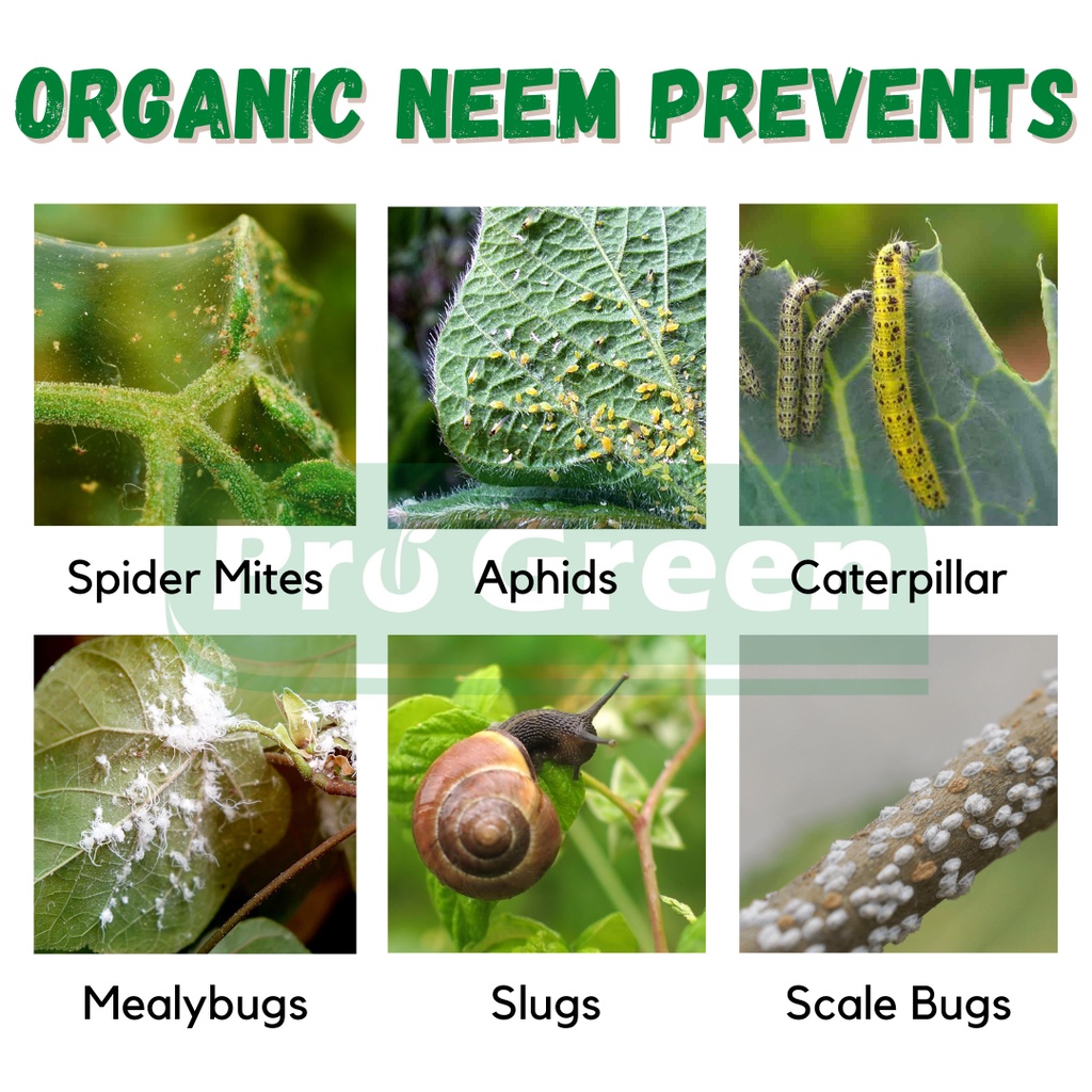 PROGREEN Neem Oil Pesticide / Pest Control / Anti Serangga Organik ...