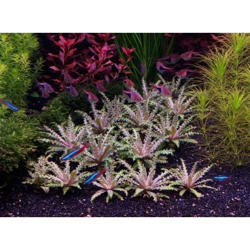 Pogostemon Helferi Downoi Red (fully submersed) (AquaticLifeShop ...