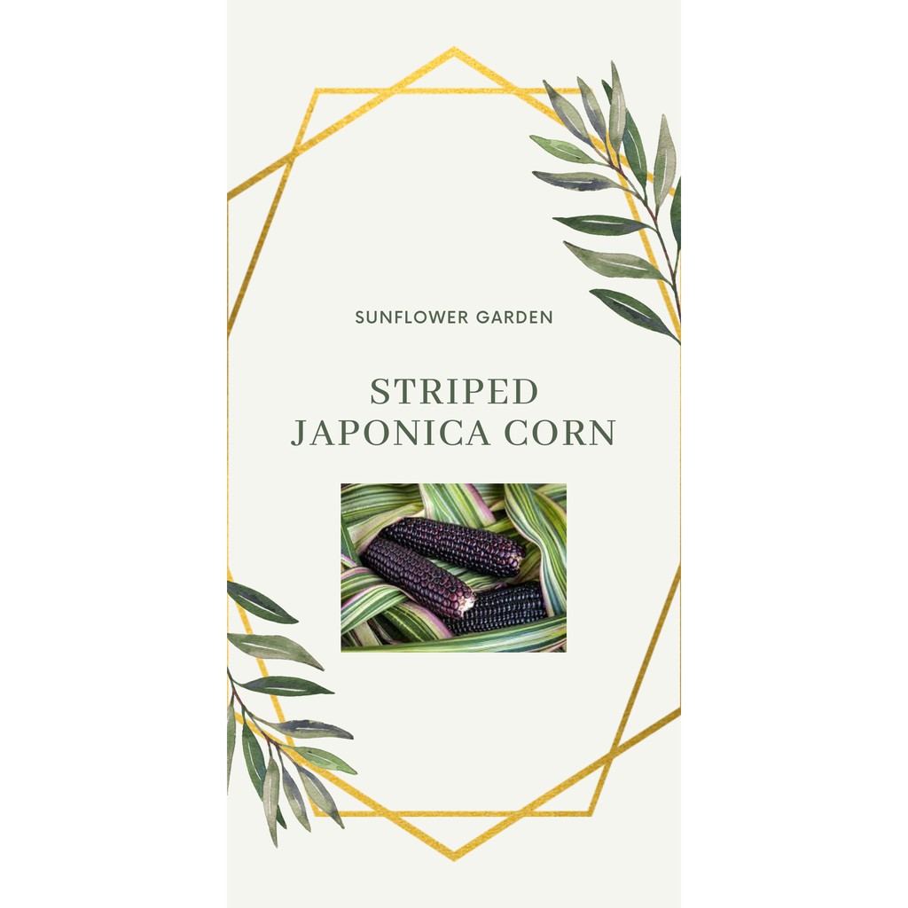 Striped Japonica Corn (10seeds) | Shopee Malaysia