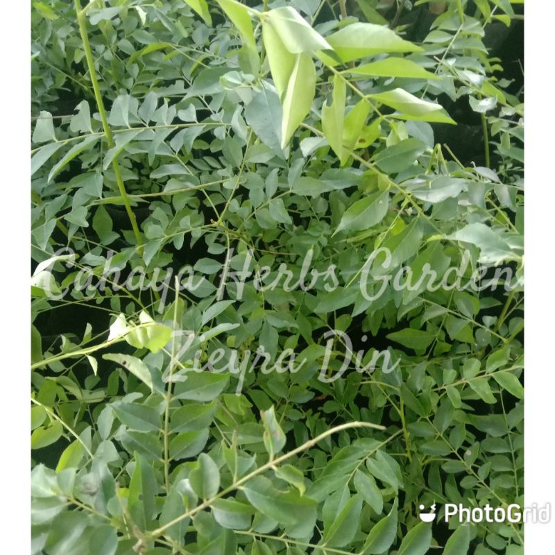 Pokok kari- ank pokok kecil | Shopee Malaysia