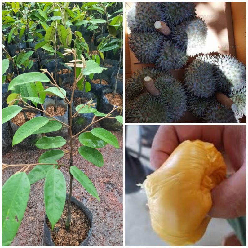 Pokok durian duri hitam/Blackthorn (D200) hybrid/kawin thai | Shopee Malaysia