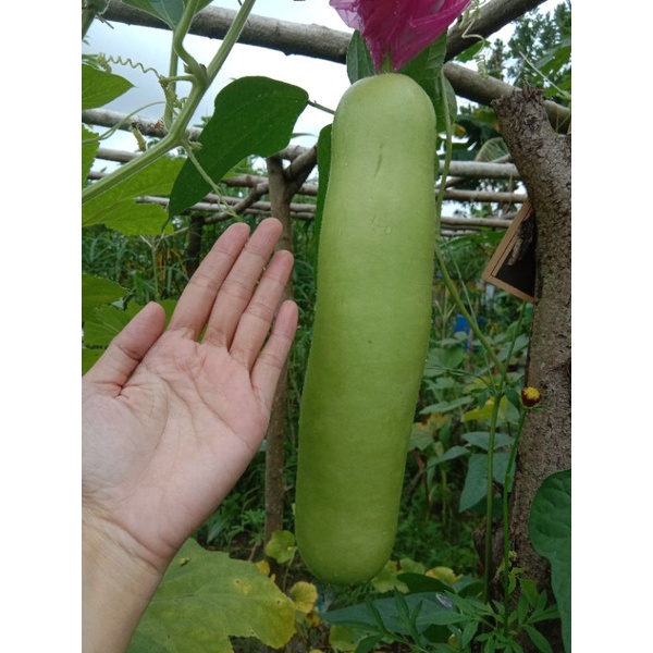 Labu Air Botol (10biji benih/seeds) | Shopee Malaysia