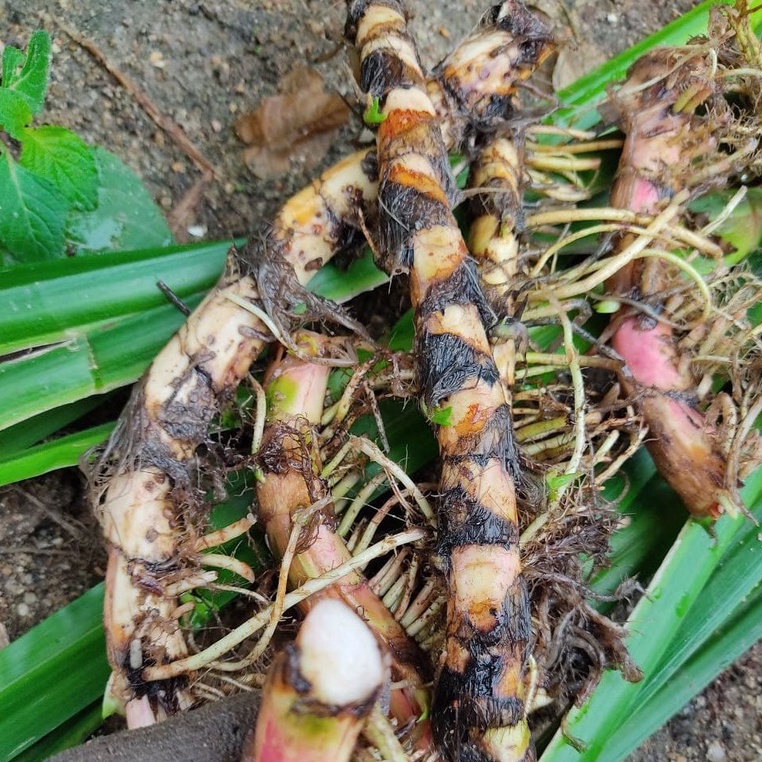 Rizom/ubi Jerangau untuk Jamu Tradiosional, Perbidanan dan Mandian ...