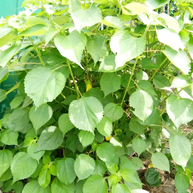 Dried Ramie leaf 厝叶 (READY STOCK) | Shopee Malaysia