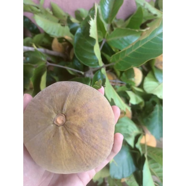 Buah Setoi - dari kampung - 1 Kg | Shopee Malaysia