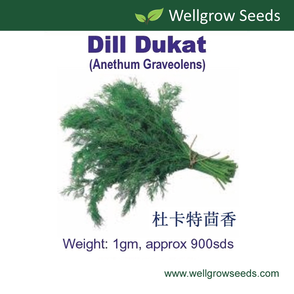 Dill Dukat Seeds (1gm, approx 900 sds) 杜卡特茴香 Daun Dill Herb Seeds ...