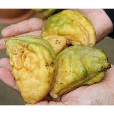 POKOK NAM NAM (KATAK PURU) HYBRID | Shopee Malaysia