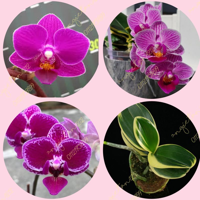 Phal.Sogo Vivien-Variegated Leaves(flowering/spike) | Shopee Malaysia