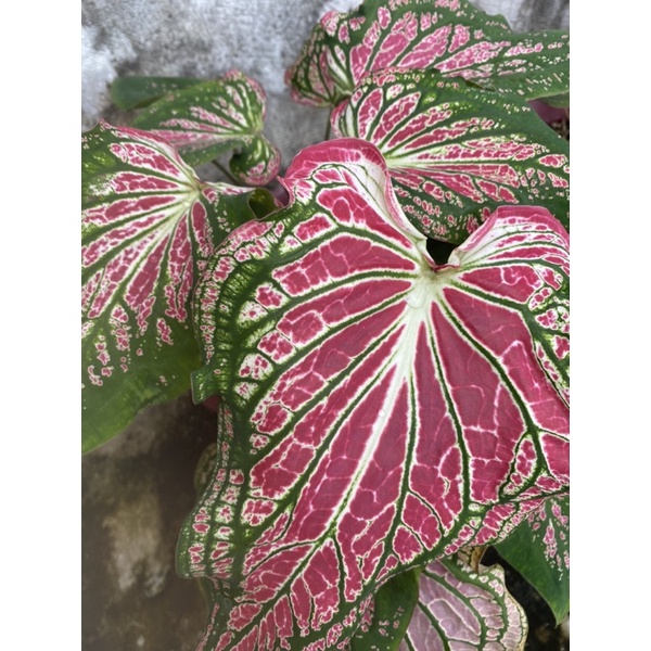 Thai Beauty Keladi Caladium | Shopee Malaysia