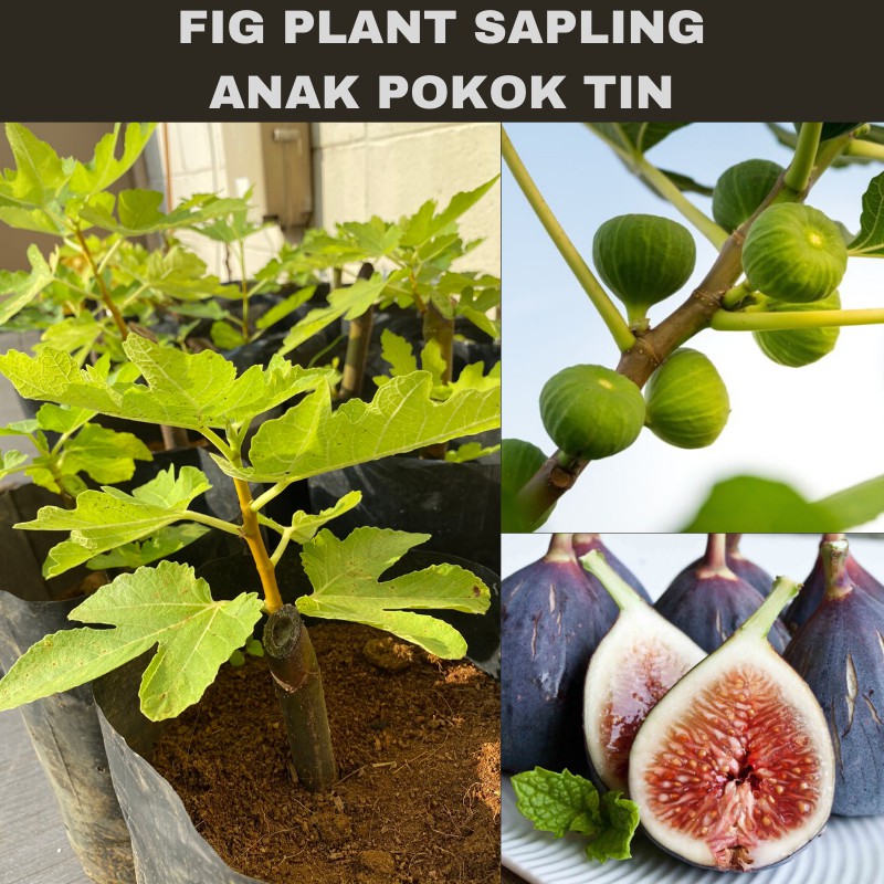 Fig Plant Sapling / Anak Pokok Tin - Mix Variety (Super Red Hybrid ...