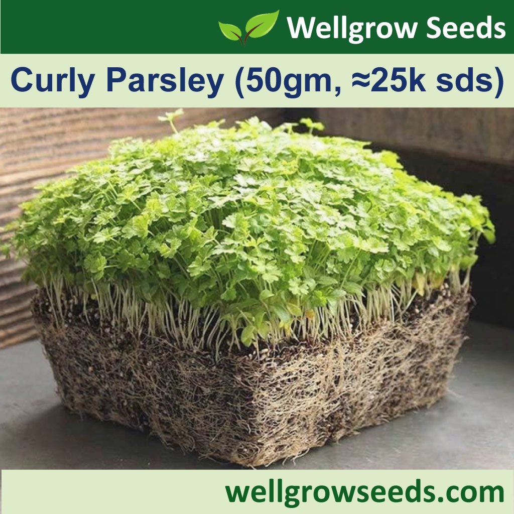 Curly Parsley 皱叶香芹 (50gm, approximately 25,000seeds)Benih Daun Parsli ...